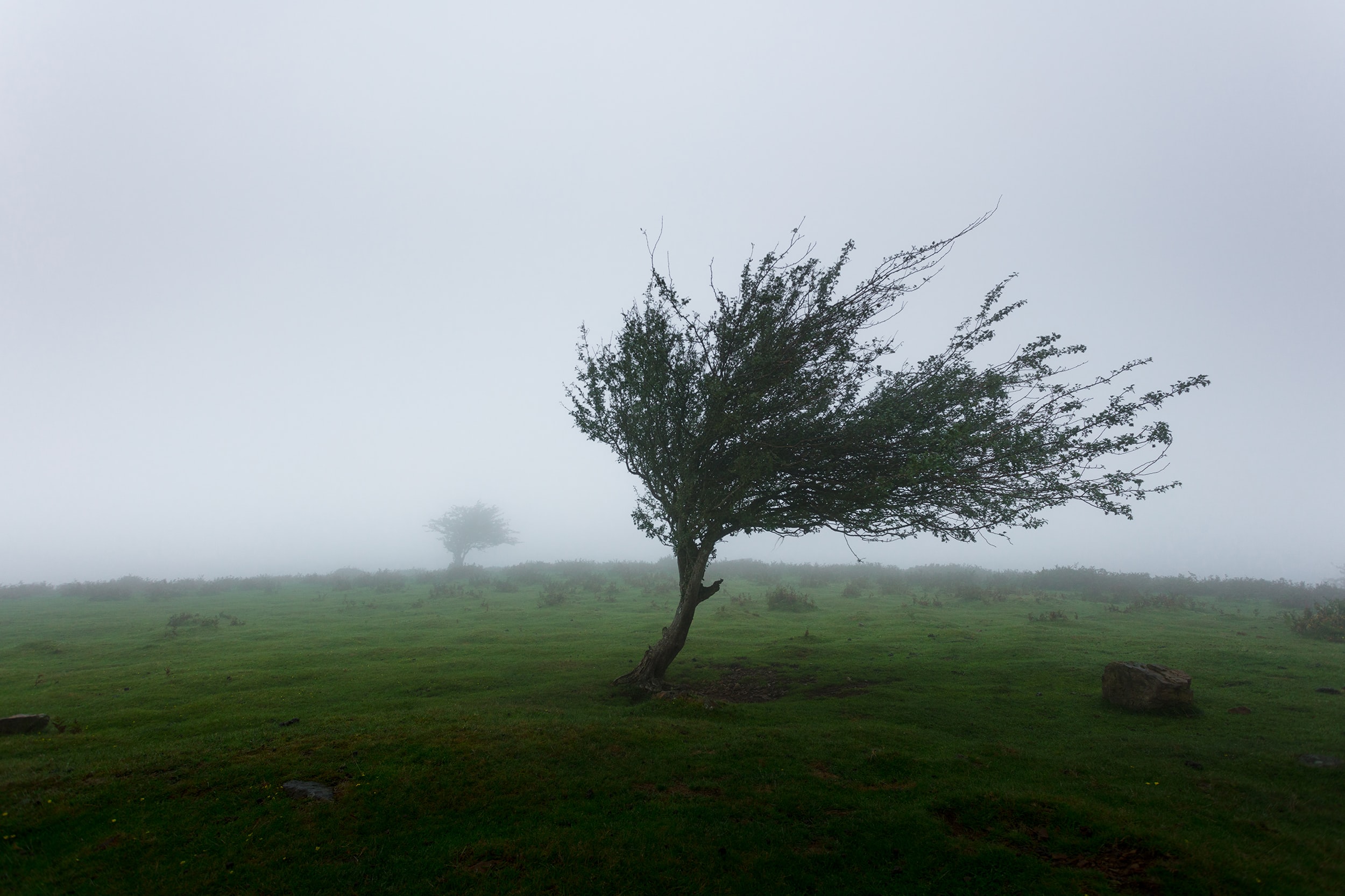 Wind – Michelle Webster-Hein